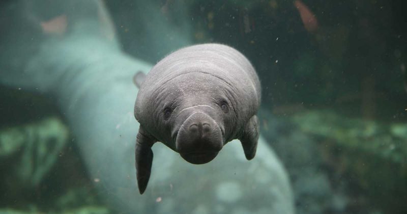 Zoo de Beauval, naissance d'un bébé lamantin ! | Manoir de la Voute